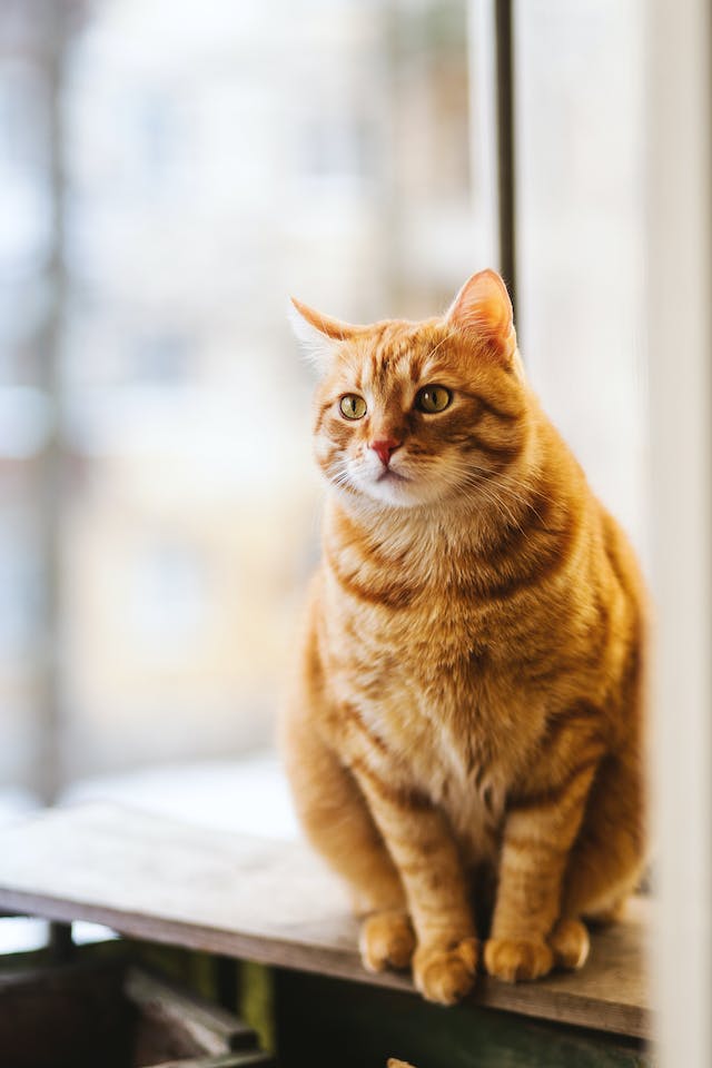 Why do Malaysians love Oyen cats? – Pottycats